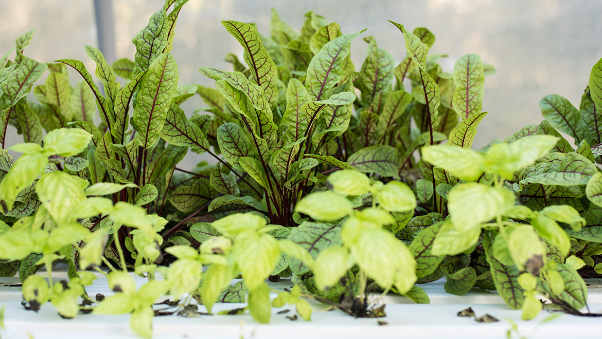 The Greenhouse | The Sprouting Project | Omni Amelia Island