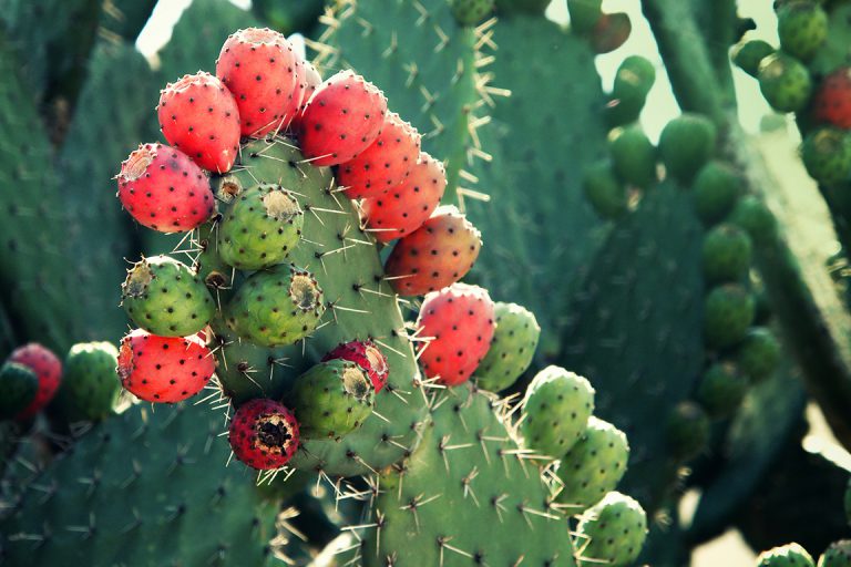 Cactus Self-Care? Learn The How And The Why | Unpacked